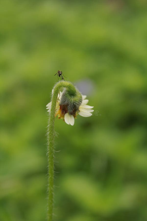 Nature background objects stock image. Image of animal - 125261217