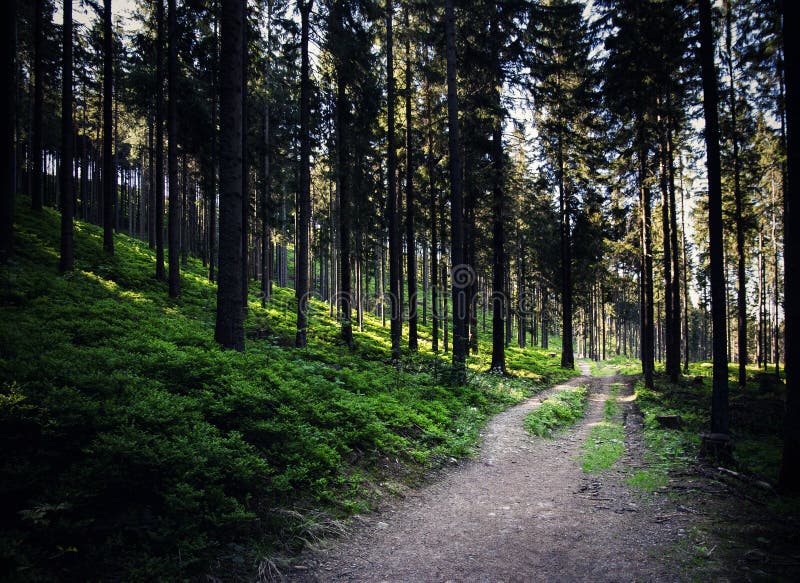 A Path through a Dense Forest Stock Image - Image of tree, environment ...