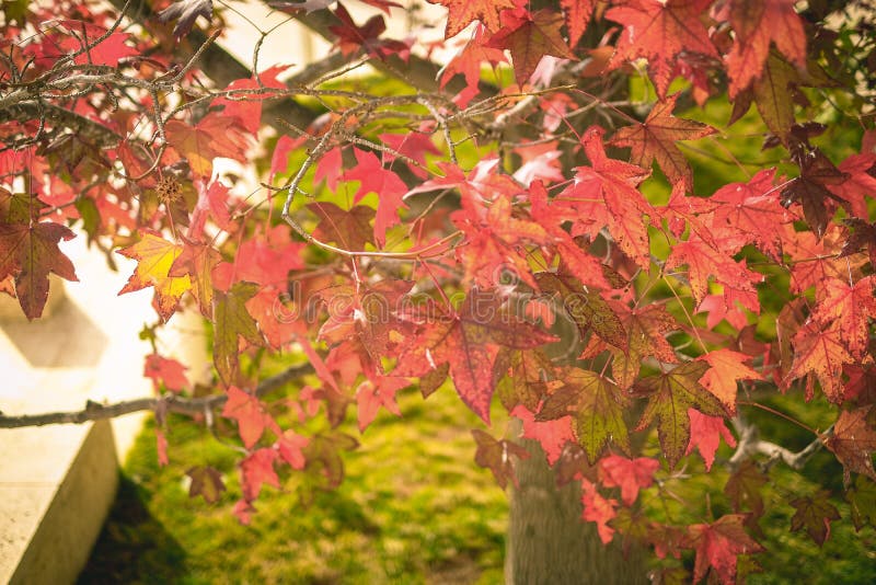 Nature Background. Red Maple Leaf for Autumn and Spring Stock Image ...
