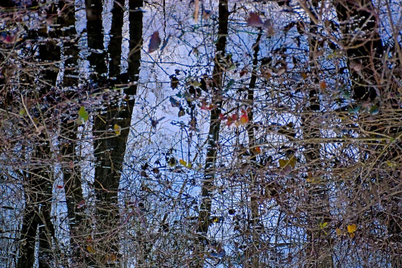 Reflections of Tree Trunks, Leafs and Sky in the Water Stock Photo ...