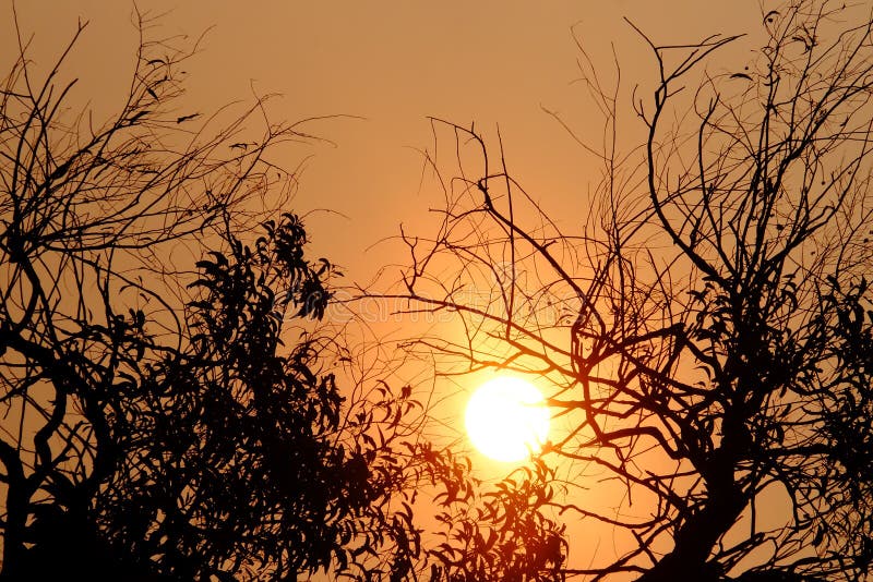 Silhouette Sunset at the Park with Tropical Trees Shadow and Orange Sky ...