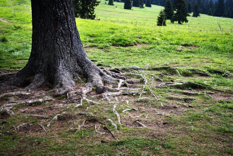 Thick Spruce Trunk with Roots Stock Image - Image of roots, ground ...