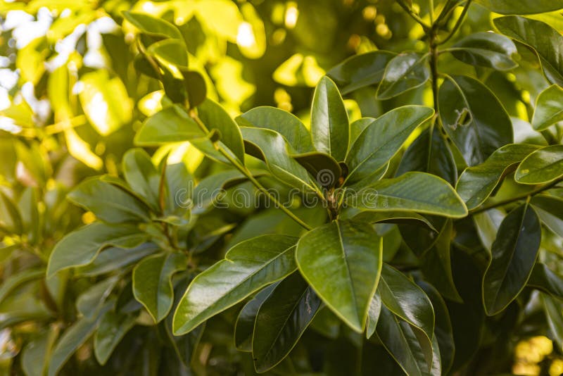 Nature Background with Tree Branch and Leaves Stock Photo - Image of ...
