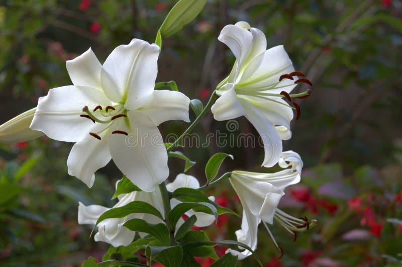 White Lily in the Garden. Nature Background. Stock Photo - Image of ...