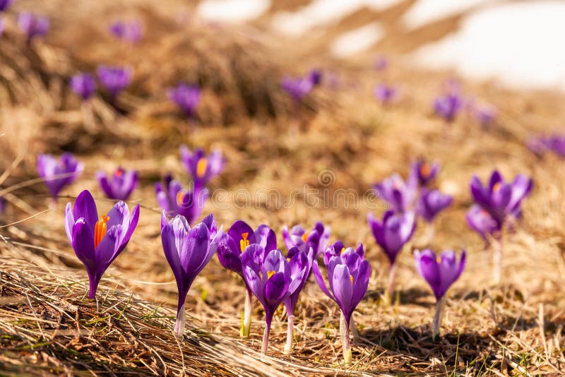 Nature Background with Wild Crocus Flowers Stock Photo - Image of ...