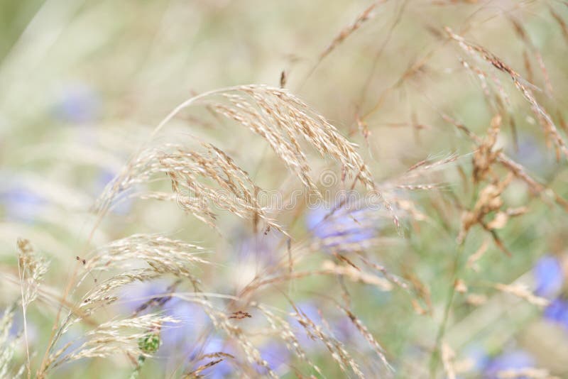 Nature Background with Wildgrass Under Sunlight. Selective Focus Stock ...