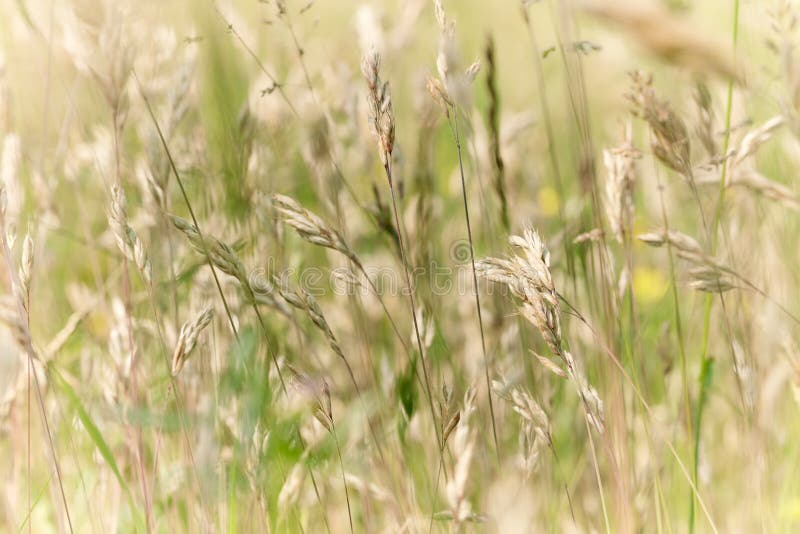 Nature Background with Wildgrass Under Sunlight. Selective Focus Stock ...