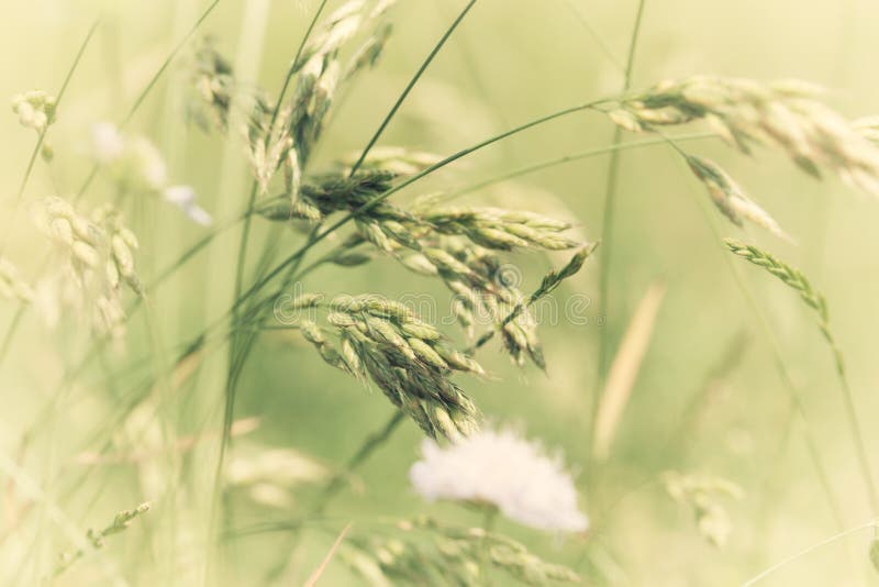 Nature Background with Wildgrass Under Sunlight. Selective Focus Stock ...