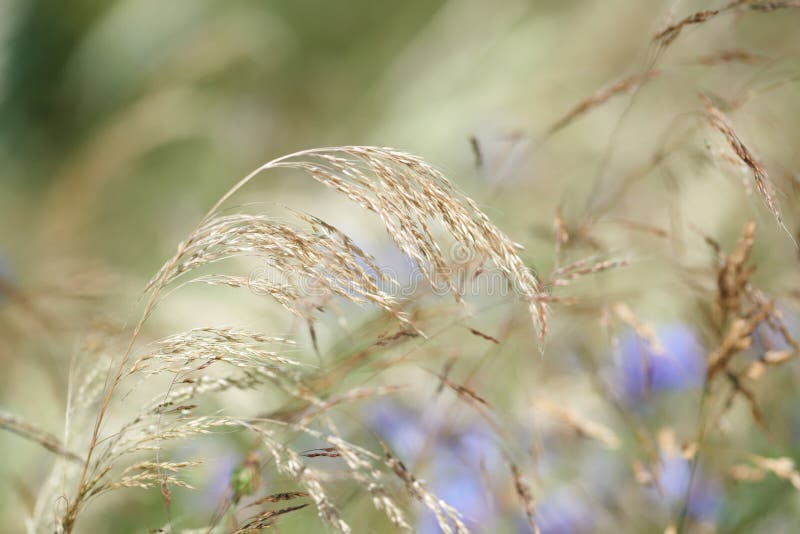 Nature Background with Wildgrass Under Sunlight. Selective Focus Stock ...