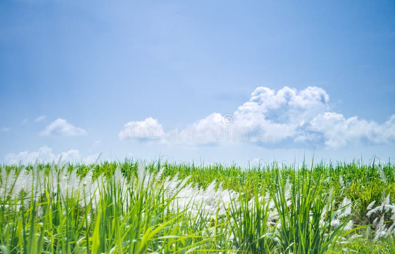 Nature Background in Windy Day Stock Image - Image of nature, green ...
