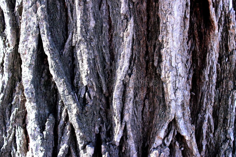 Nature, Background, Wood, Trunk, Decorative Surface, Relief Stock Image ...