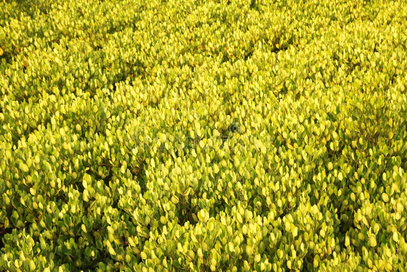 Nature Background of Yellow Leaf Stock Image - Image of background ...