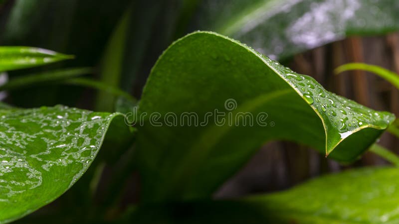 Nature Backgrounds of Green Leaf with Splash of Rain Drop Stock Photo ...