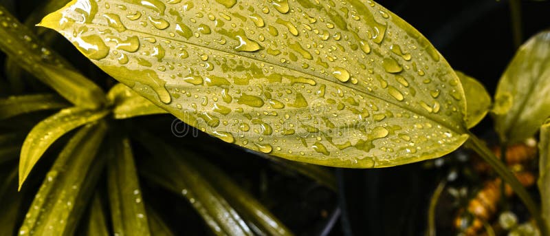 Nature Backgrounds of Leaf with Splash of Rain Drop Stock Photo - Image ...