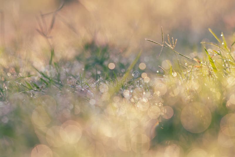 Nature Backgrounds, Spring Morning Dew on the Grass Stock Image - Image ...