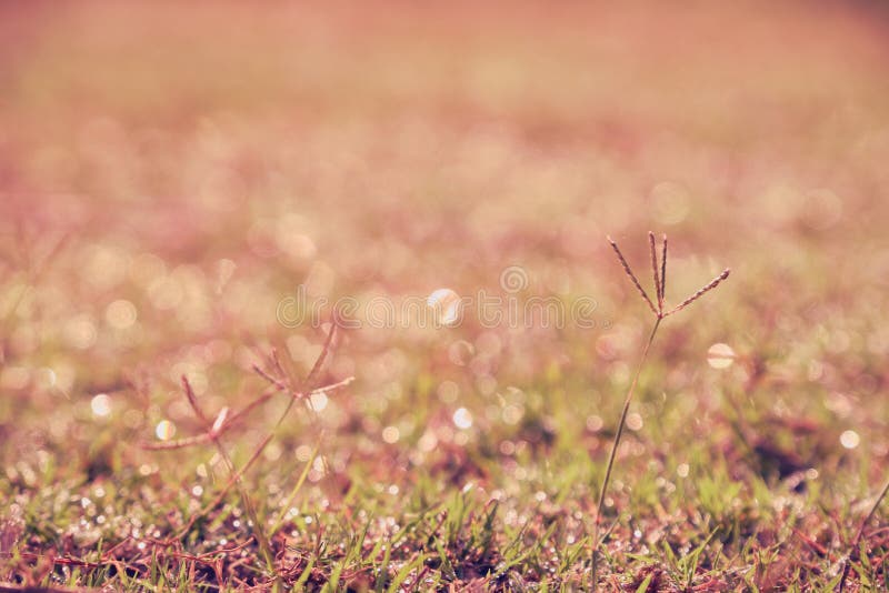Nature Backgrounds, Spring Morning Dew on the Grass Stock Image - Image ...