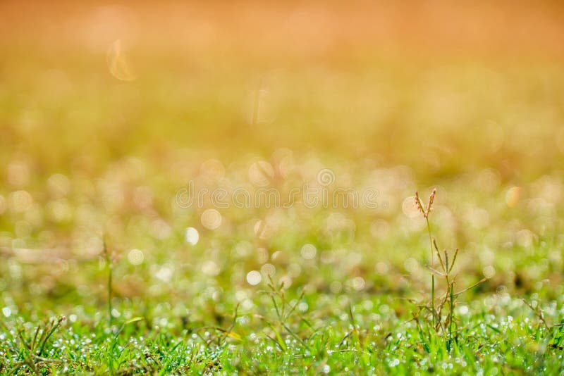 Nature Backgrounds, Spring Morning Dew on the Grass Stock Image - Image ...