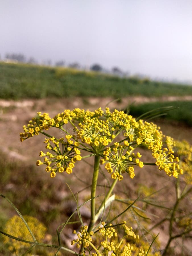 Baeuti Stock Photos - Free & Royalty-Free Stock Photos from Dreamstime