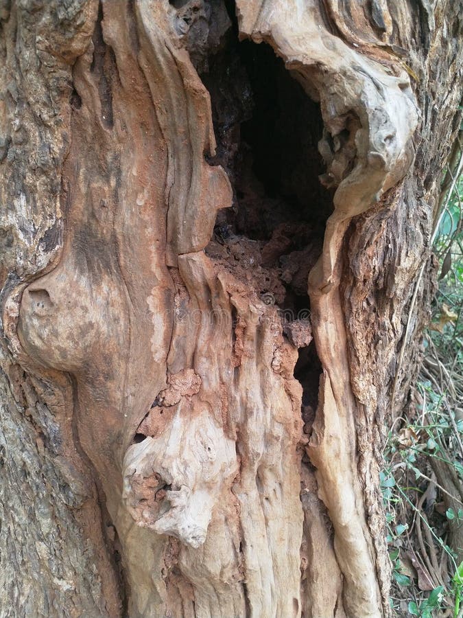 Termite attacked tree stock image. Image of waves, termite - 124319701