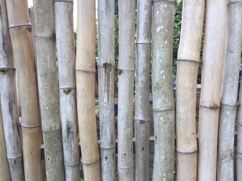 Naturel dry bamboo stock image. Image of wall, exterior - 102442953