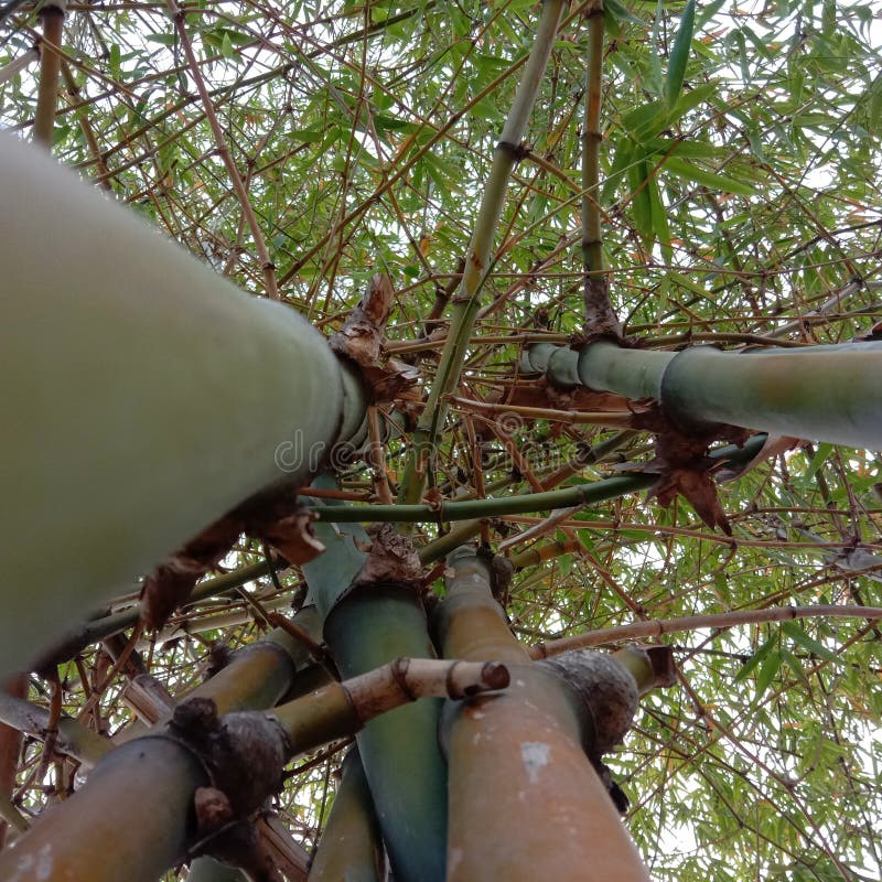 Nature Bamboo Tree Photo from Below Stock Photo - Image of bamboo, tree ...