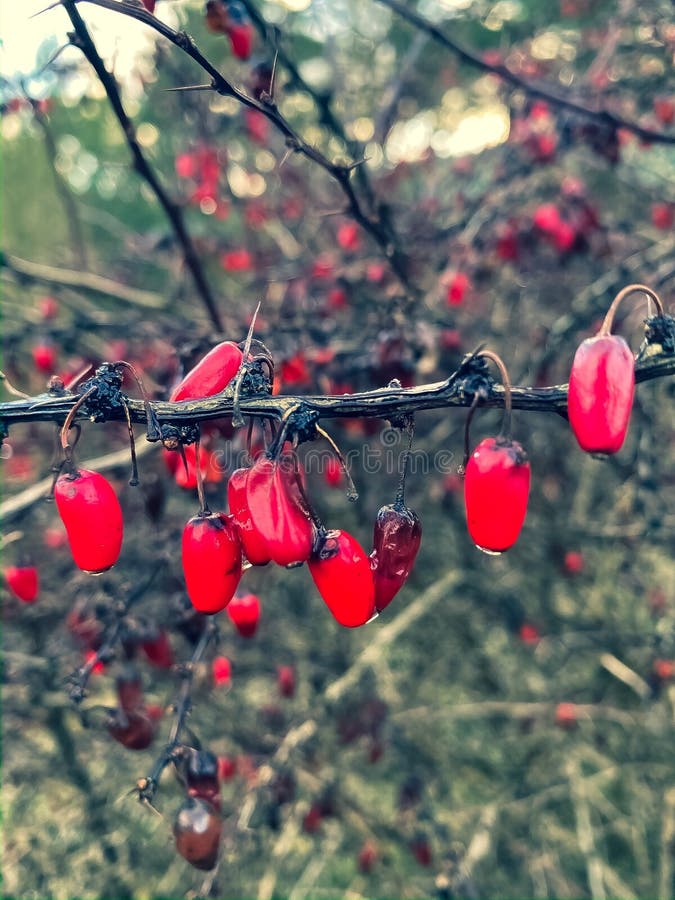 Nature Barberry Red Tree Branch Stock Image - Image of branch, barberry ...