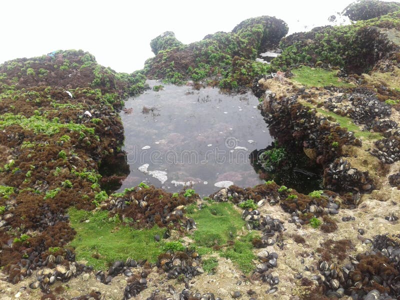 Nature Beach Fish Rock Water Stock Image - Image of rock, water: 77147559