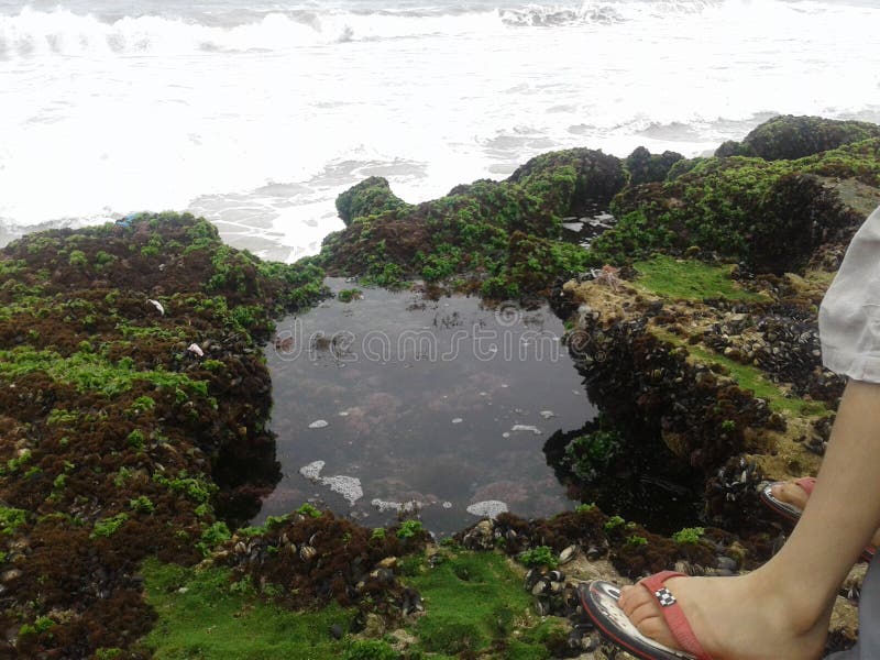 Nature Beach Fish Rock Water Stock Image - Image of morocco, coast ...