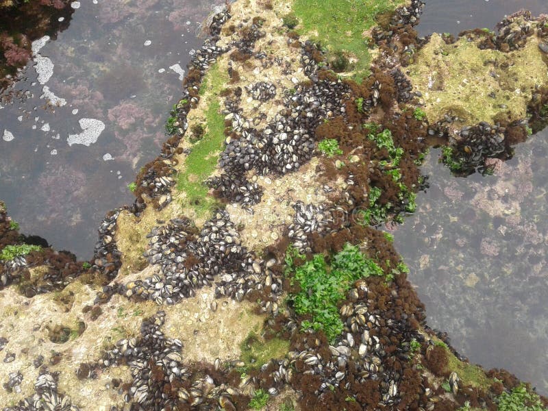 Nature Beach Fish Rock Water Stock Image - Image of fish, plant: 77149045