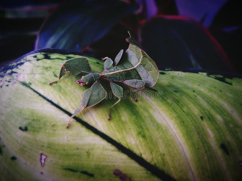 Beautiinsect Outdor Stock Photos - Free & Royalty-Free Stock Photos ...