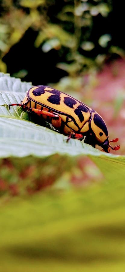 Nature is Beautiful , Bug Life Stock Image - Image of nature, animals ...