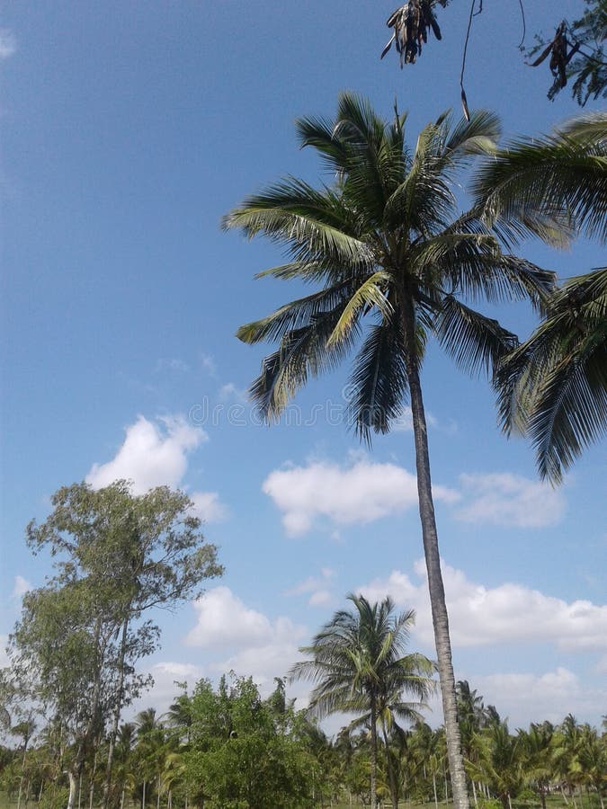 Nature stock photo. Image of coconut, screen, wallpaper - 83041108