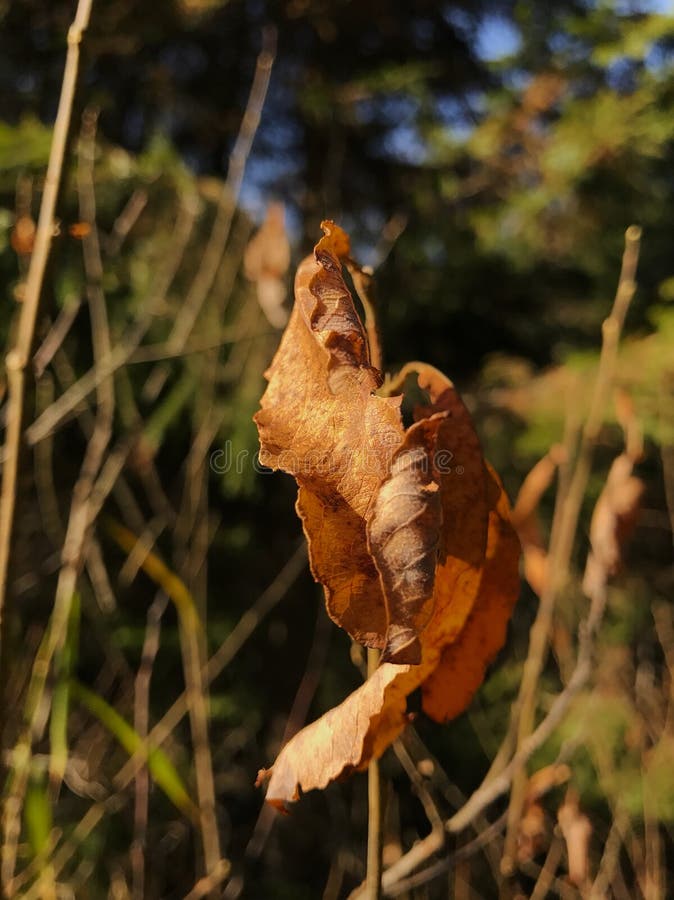 Nature stock image. Image of fall, environment, beautiful - 87866833