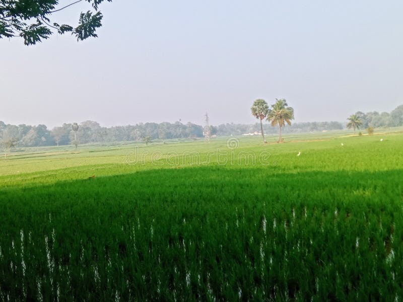 Nature Beautiful Field Greenery Stock Image - Image of beautiful ...