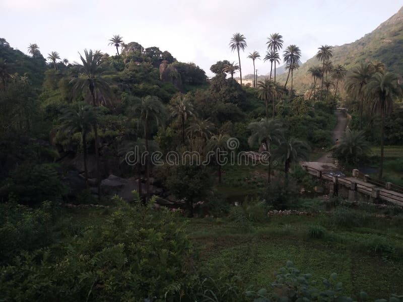 Nature stock image. Image of tree, nature, green, mountain - 141162649