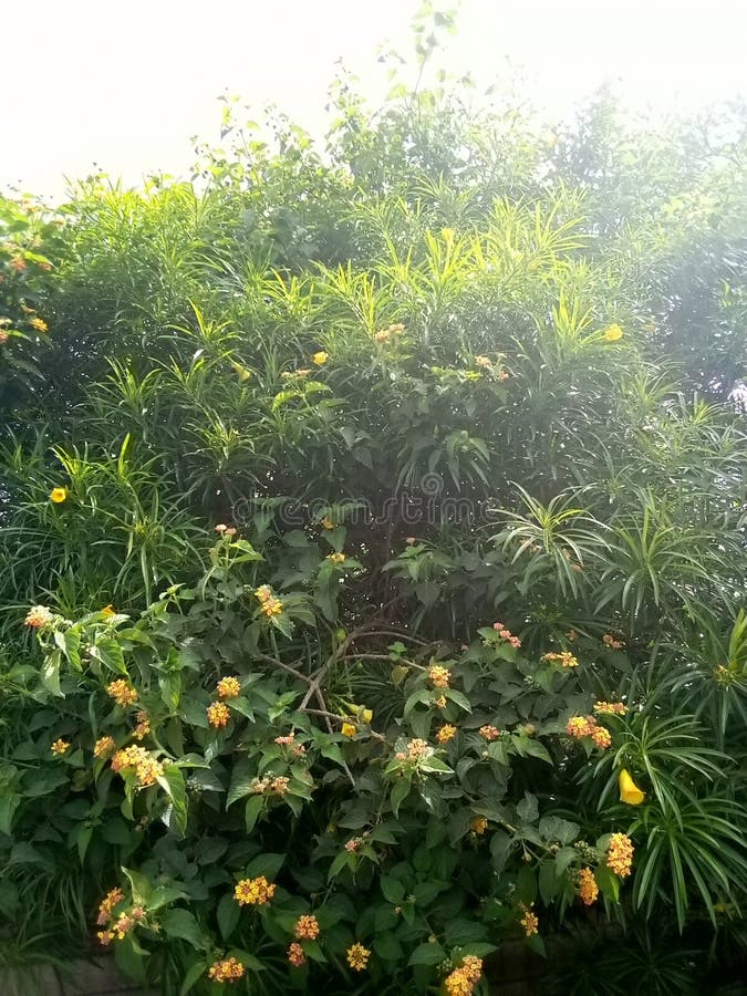 Nature is always Beautiful and Natural Stock Image - Image of evergreen ...