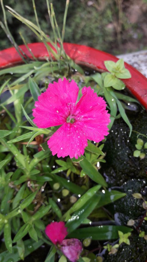 Nature stock photo. Image of plant, angiosperm, flower - 195907954