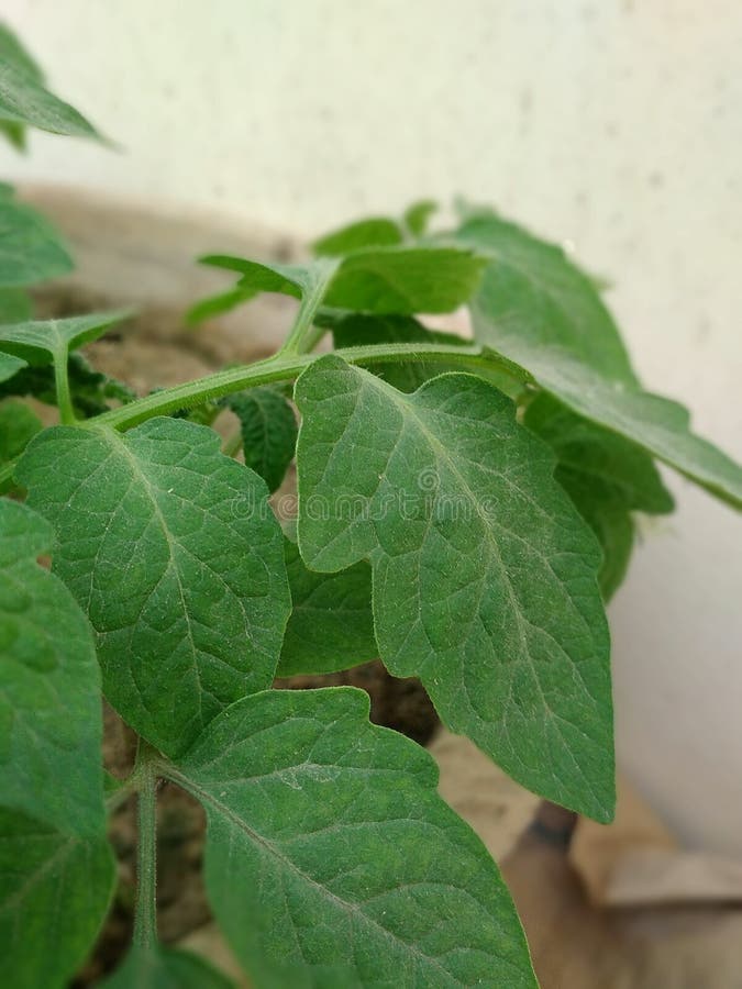 Nature stock photo. Image of random, beautiful, nature - 141020230