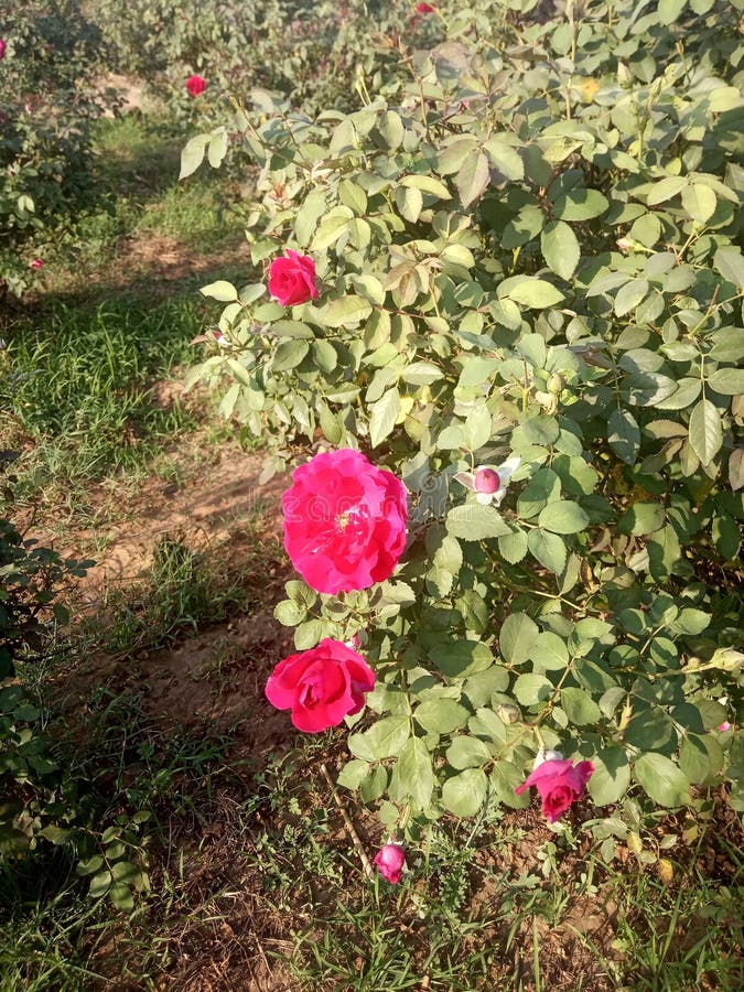 15,324 Rose Farm Stock Photos - Free & Royalty-Free Stock Photos from ...