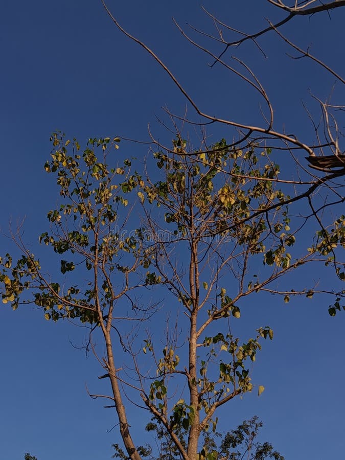 The Beauty of Nature and Trees Merging with the Blue Sky Stock Image ...