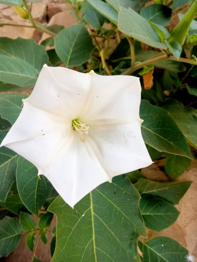 Dhatura Flower Stock Photos - Free & Royalty-Free Stock Photos from ...