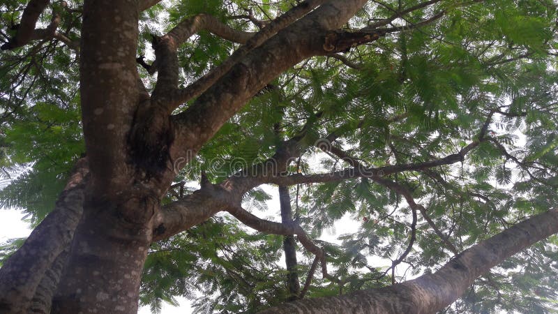 World Krishnasura Tree Stock Photos - Free & Royalty-Free Stock Photos ...