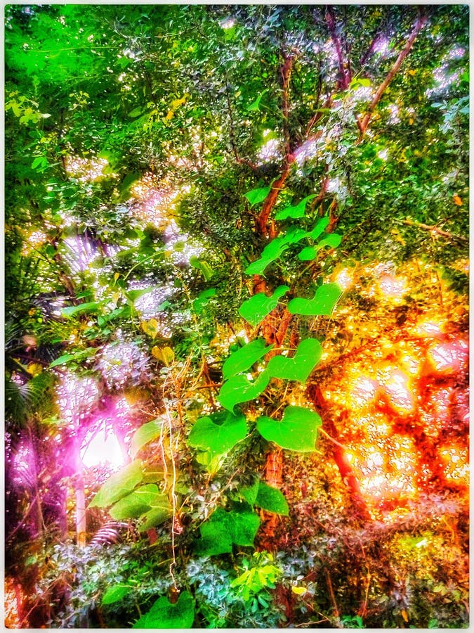 Nature beauty green heart stock image. Image of deciduous - 191061261