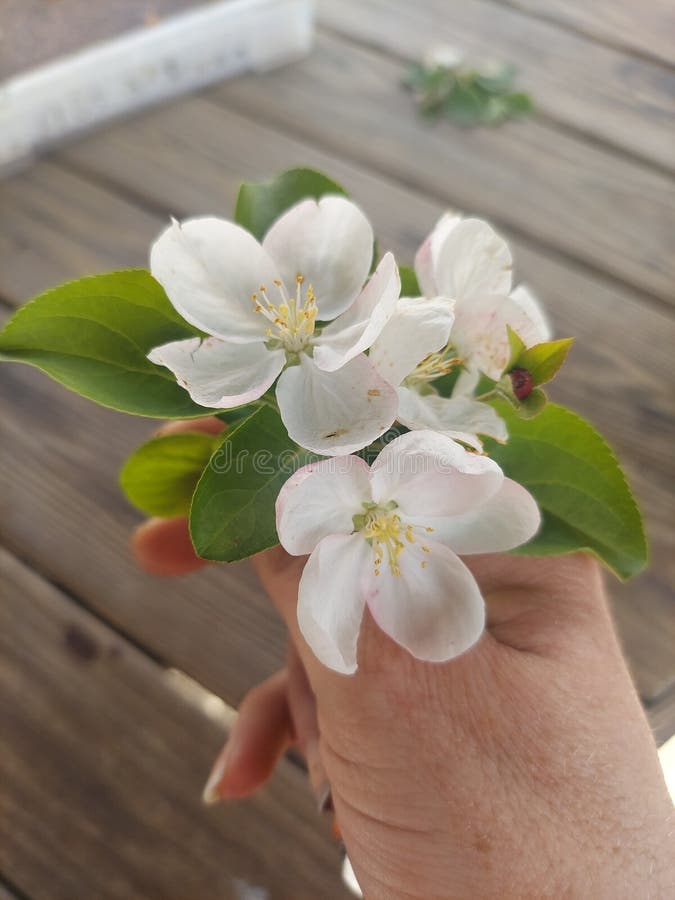 Nature stock photo. Image of pure, flowers, love, nature - 216551014