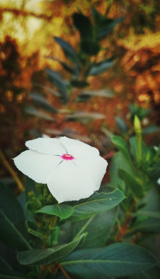 Nature Flowers Shine Daylight Stock Photo - Image of shine, flowers ...