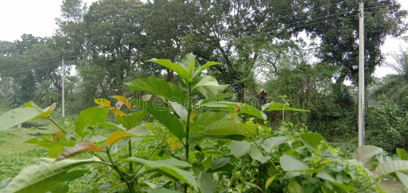 Nature beauty stock photo. Image of natural, nature - 132338846