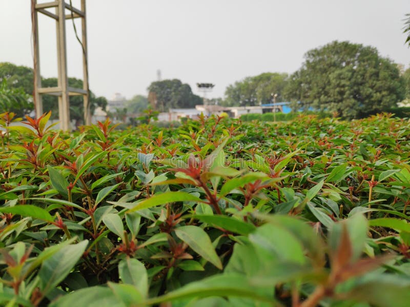 Nature Beauty stock photo. Image of garden, cutted, nature - 131319220