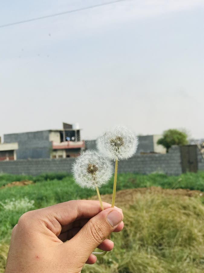 Nature Beauty pics stock photo. Image of plant, awesome - 274735272