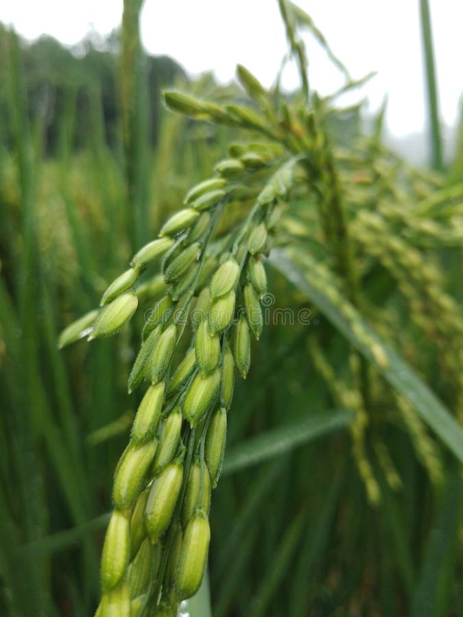 Nature Beauty in Rice Tree stock photo. Image of twig - 218442030