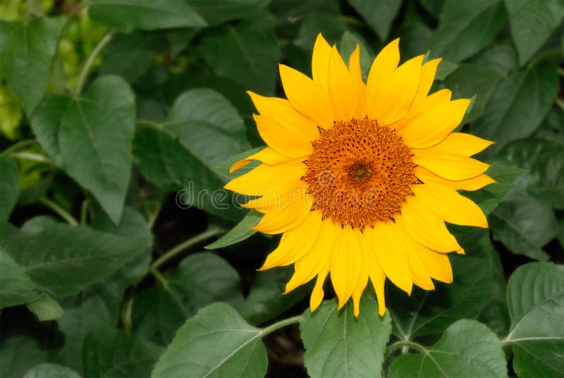 Nature Beauty of Single Sunflower Stock Image - Image of blossom, cute ...